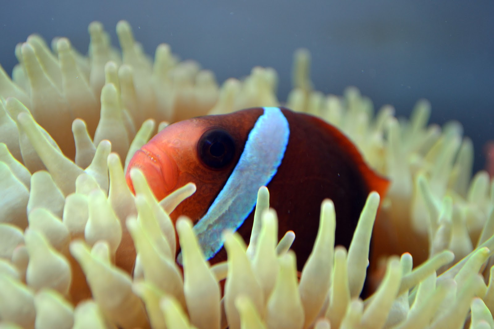 Virginia Fishes: Video of the Week! - Coral Reef: engineer goby feeding