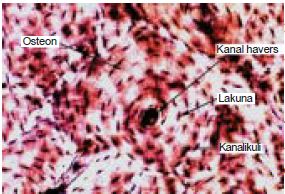 Struktur, Fungsi Dan Macam-Macam Jaringan Ikat Longgar, Padat, Dan ...