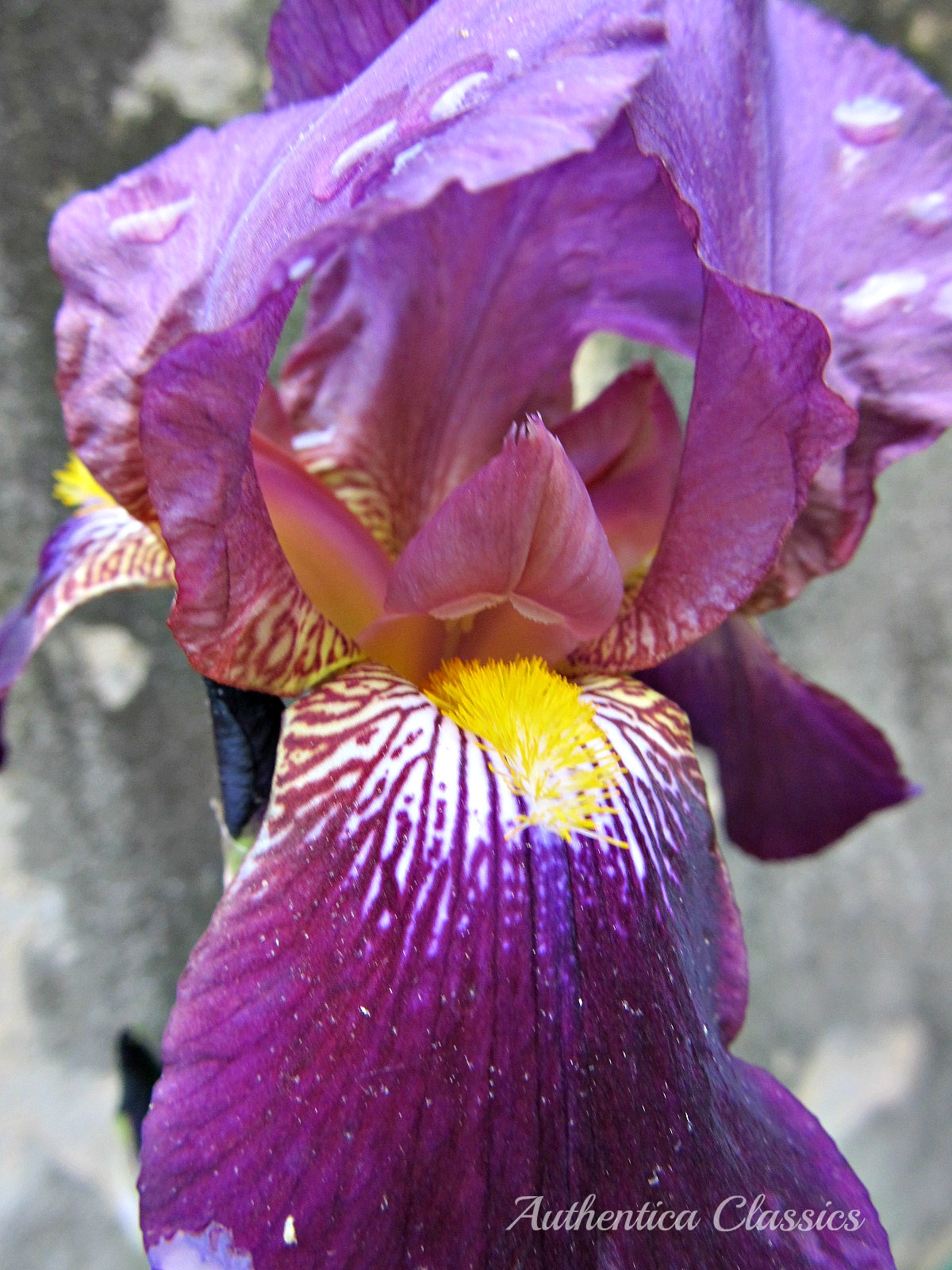 Authentica Classics: Happy Easter ~ Iris Beauty!