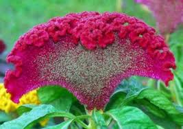 Amazing Garden: Celosia Flower-Easy Flower to Plant