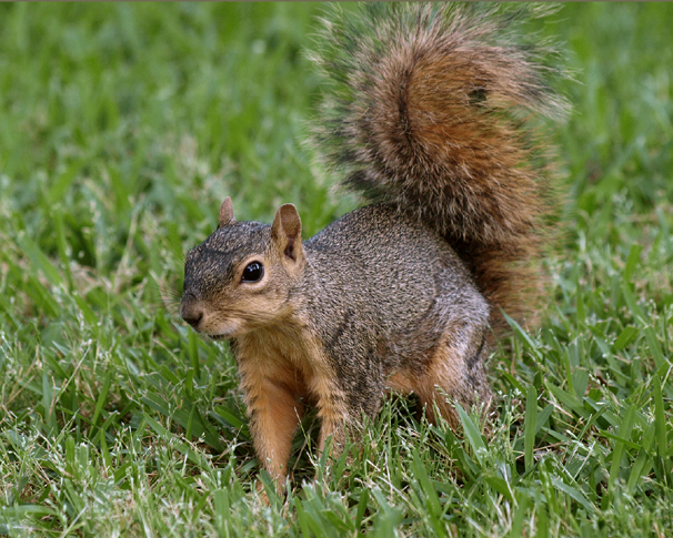 The Fox Squirrel | The Wildlife
