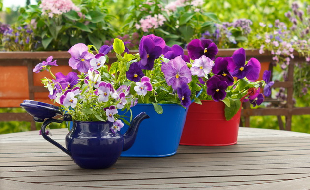 Виножито: 5 цвеќиња за тераса кои најлесно се одржуваат