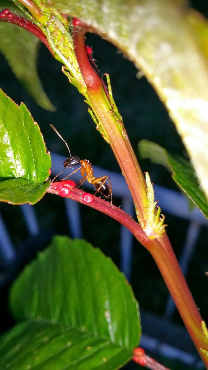 Ants On Cherry Trees ~ A Canberra Vegie Garden