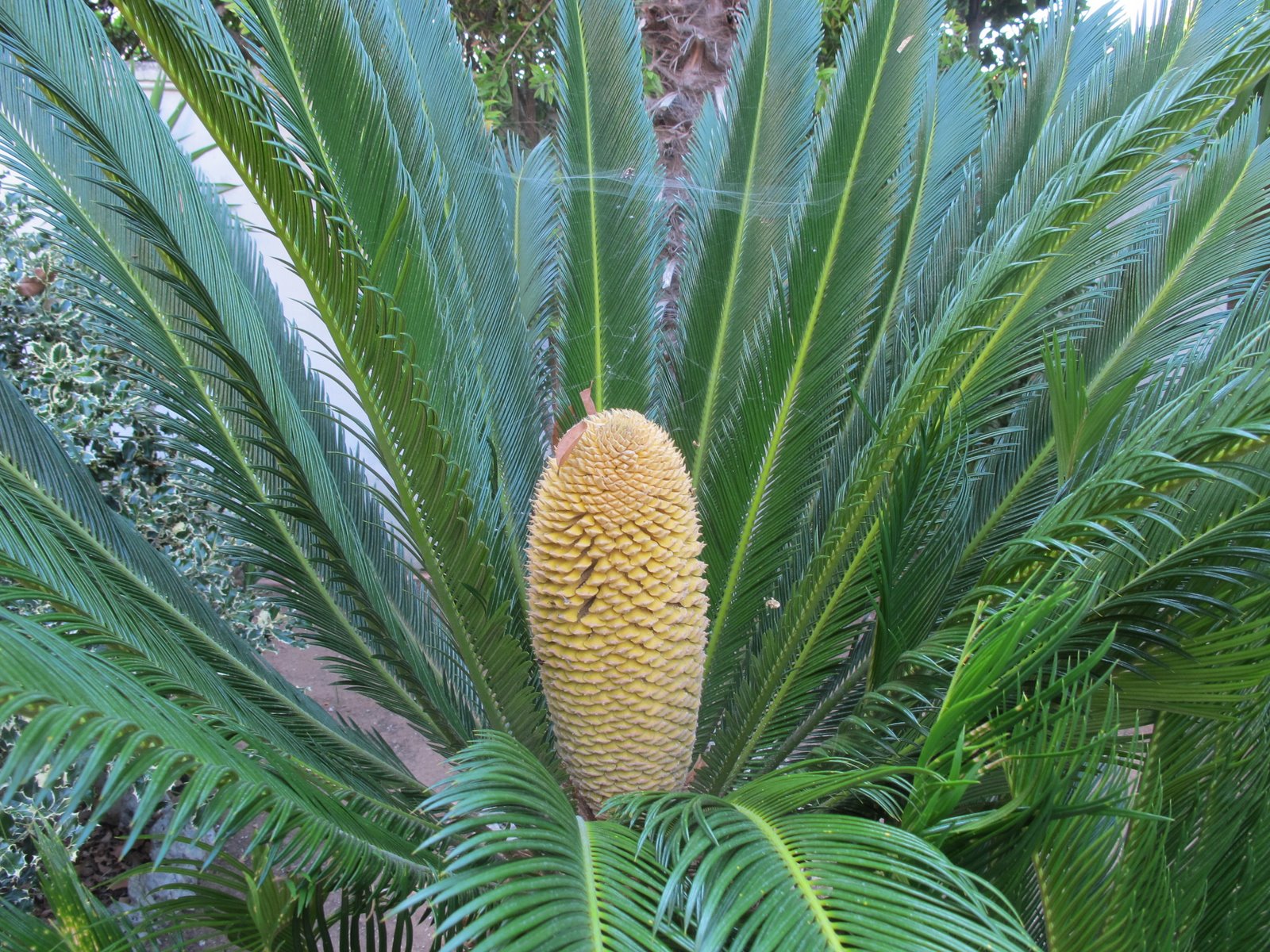FLORA NEL SALENTO e.. anche altrove: Cycas revoluta Thunb.- Cycadaceae ...