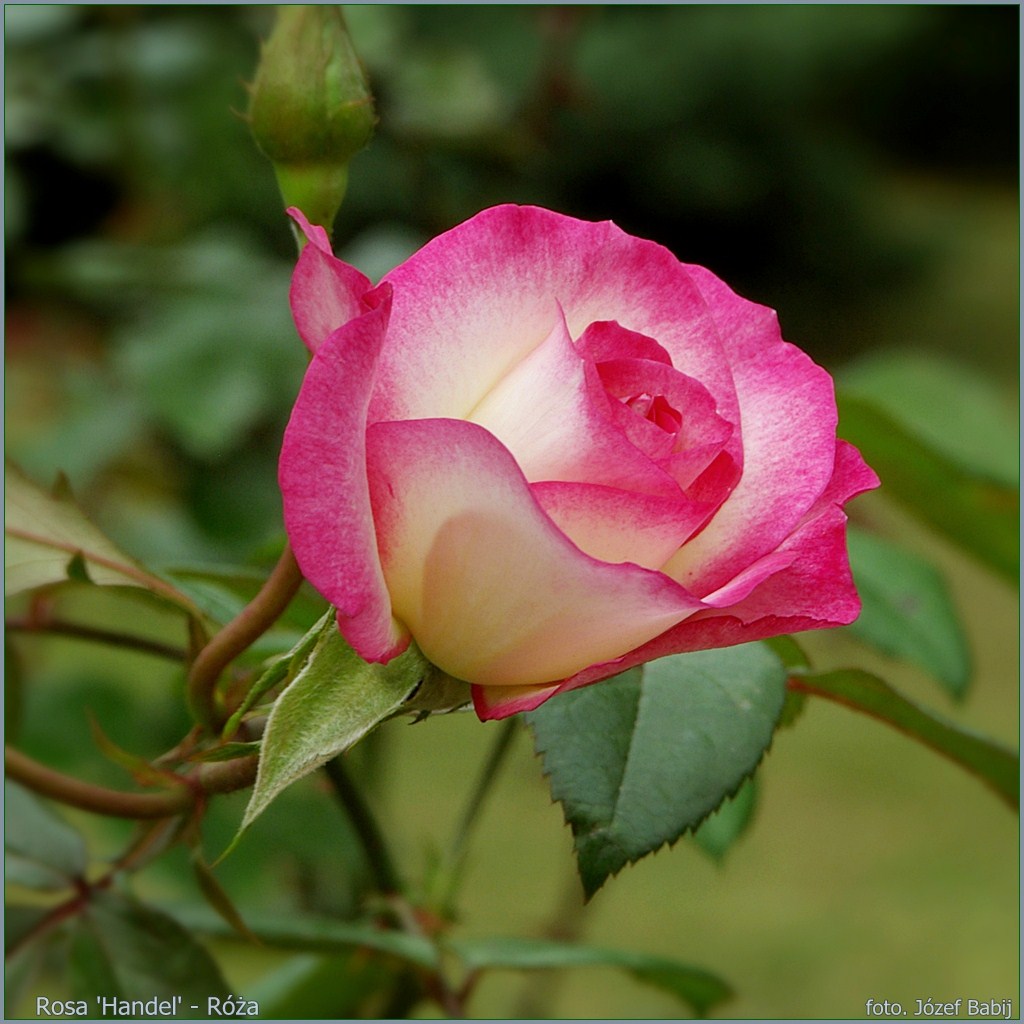 Plant Gallery - Encyklopedia Roślin: Rosa 'Handel' - Róża 'Handel'