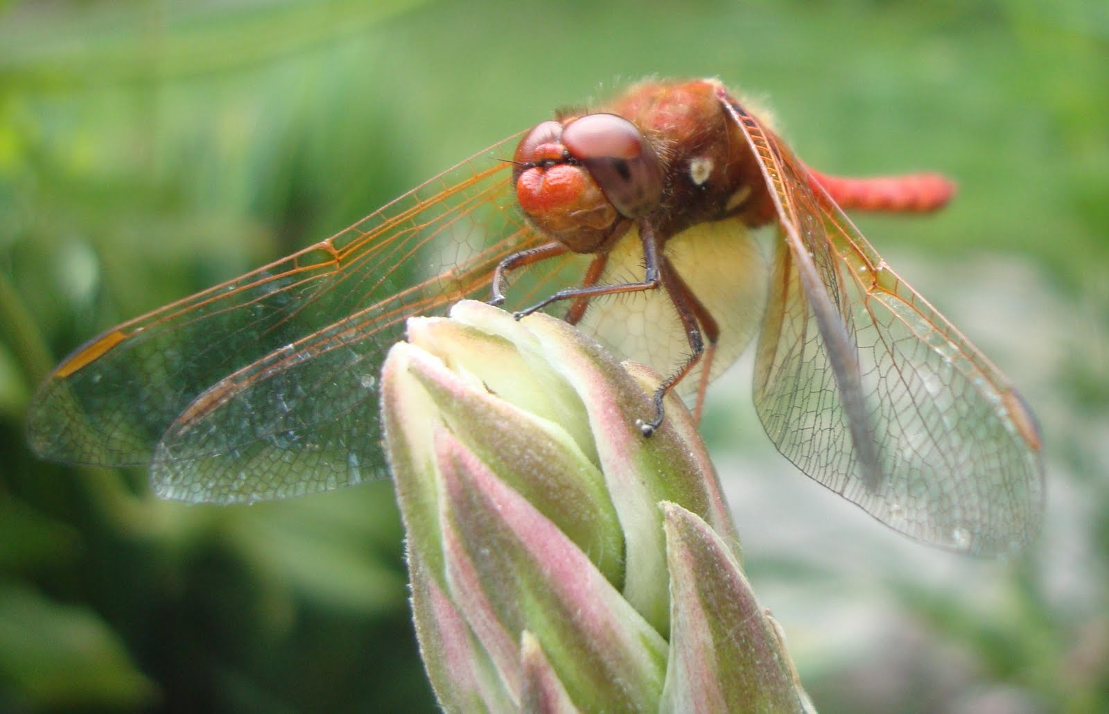 danger garden: Wordless Wednesday, the red dragonfly edition