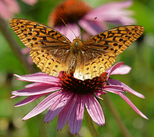Flower Hill Farm: Flower Hill Farm BUTTERFLIES OF 2011 ~ Favorite ...
