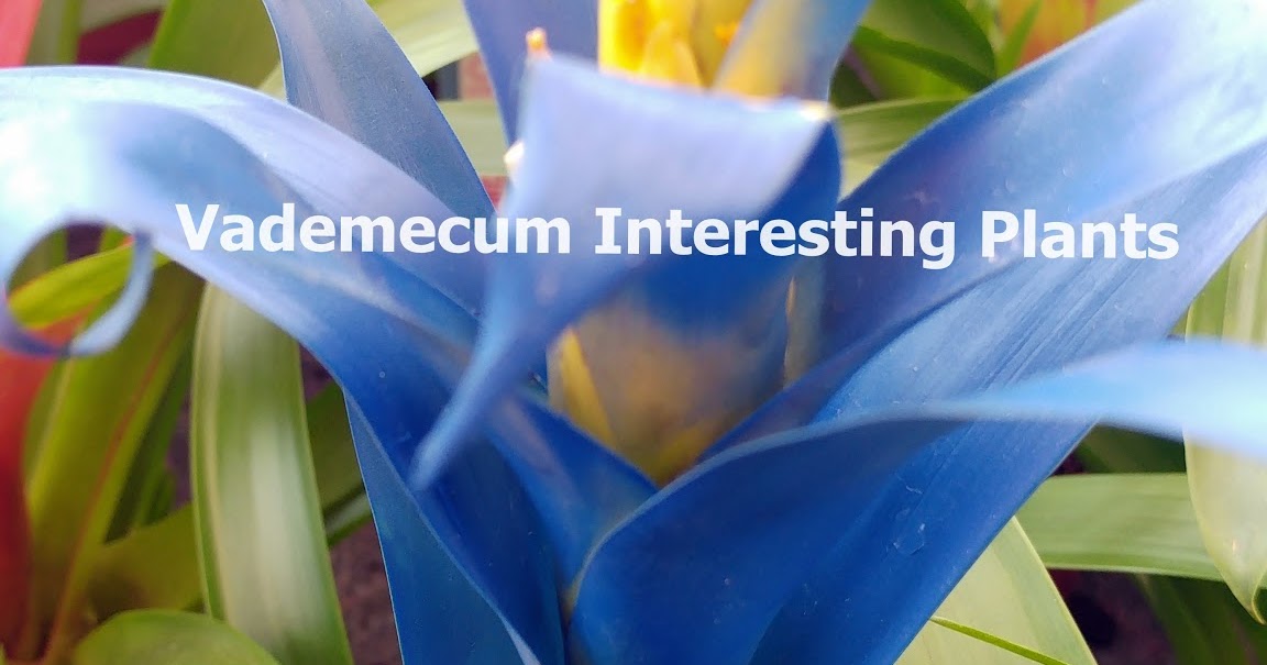Vademecum Interesting Plants: Guzmania