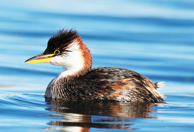 Paseo Perú: El lago Titicaca, hogar de maravillosos animales andinos
