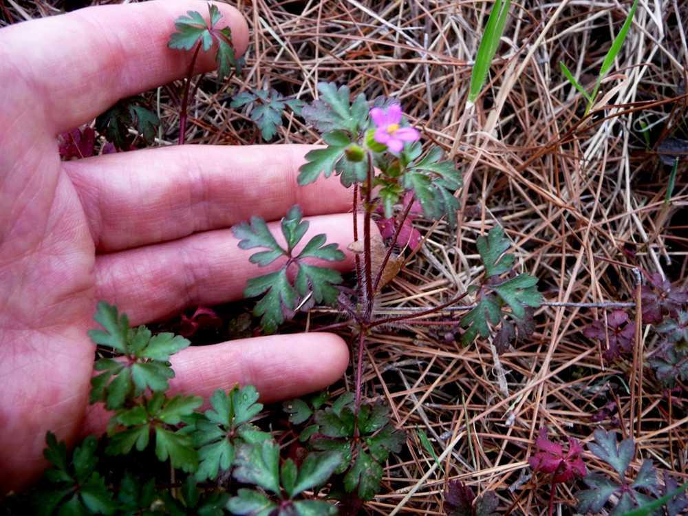 r o b i n 's y a r d: Geranium purpureum