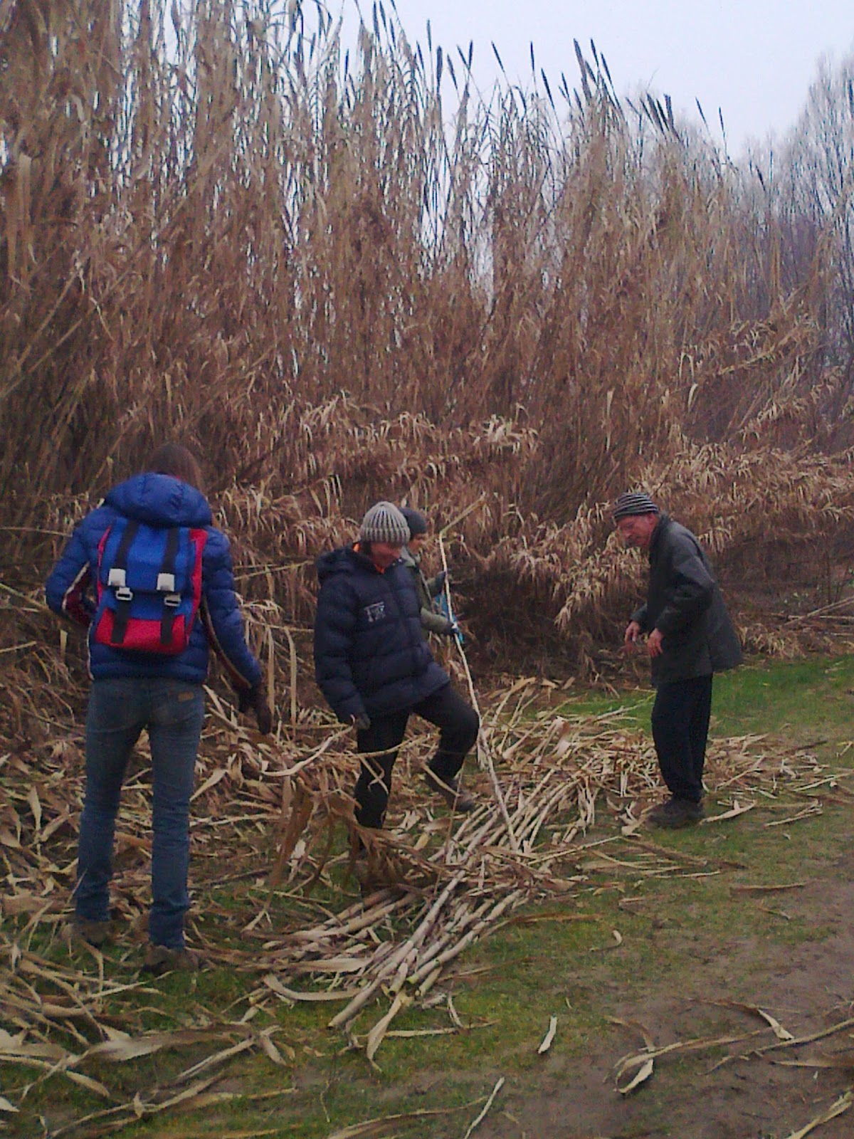 ORTORTO: Api-canne-danze di Elena Rollo, Daniela Costantini, Francesco ...