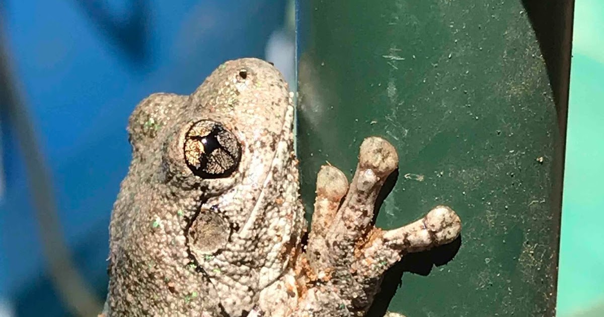 Perons Tree Frog | Diva Farm Days