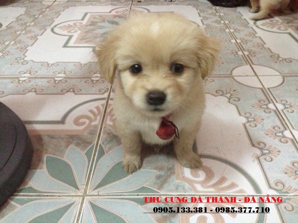 ĐỊA CHỈ MUA CHÓ XÙ NHẬT MINI TẠI ĐÀ NẴNG 2014-2015 - ABY SHOP