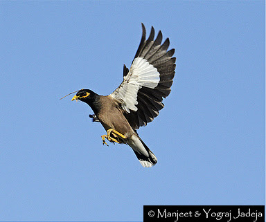 We love Our Bangladesh: Common Myna/Indian Myna(Salik/Shalik Pakhi) is ...