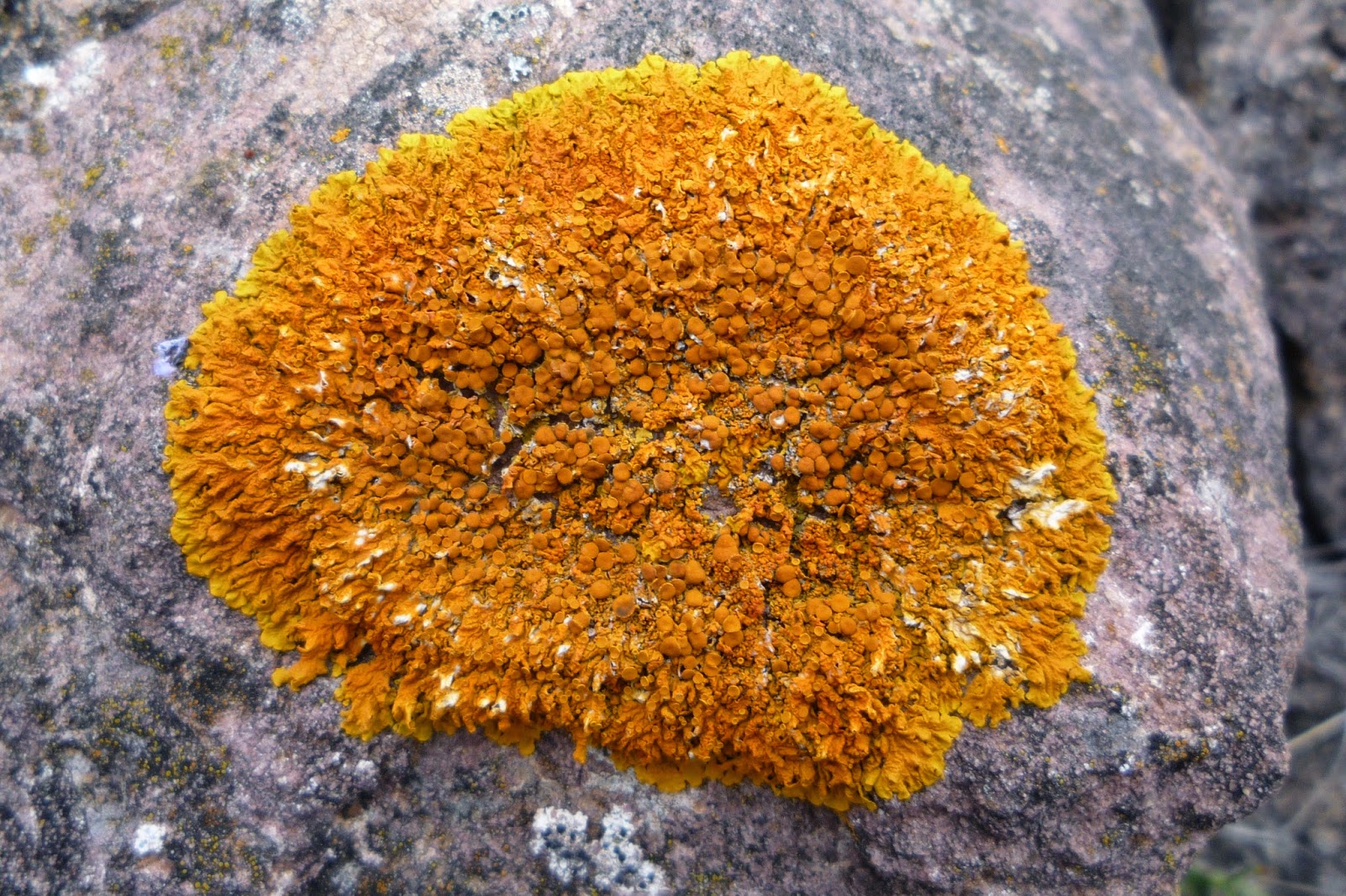 La sombra de La Aguja: LÍQUENES SOBRE ROCAS