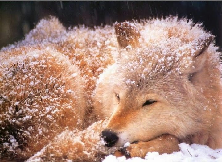 White Wolf : 15 Photos of the Most Amazing Animal in Alaska - Arctic ...