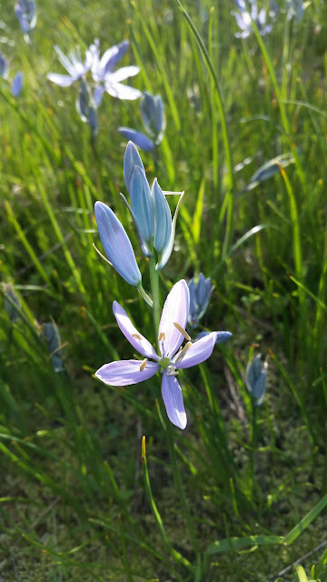 A Field of Camas