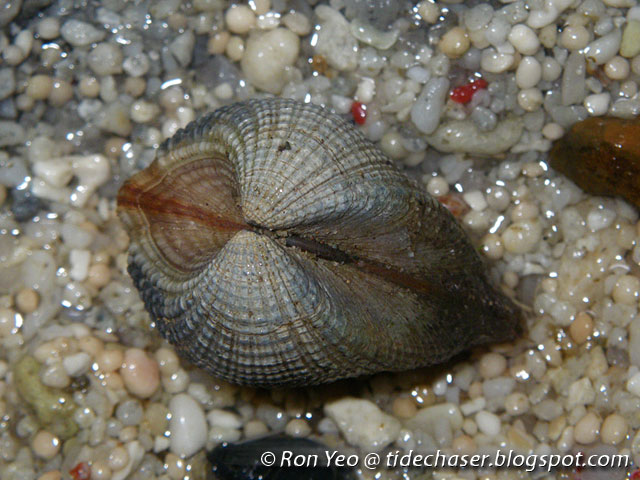 tHE tiDE cHAsER: Heterodont Bivalves (Phylum Mollusca: Subclass ...
