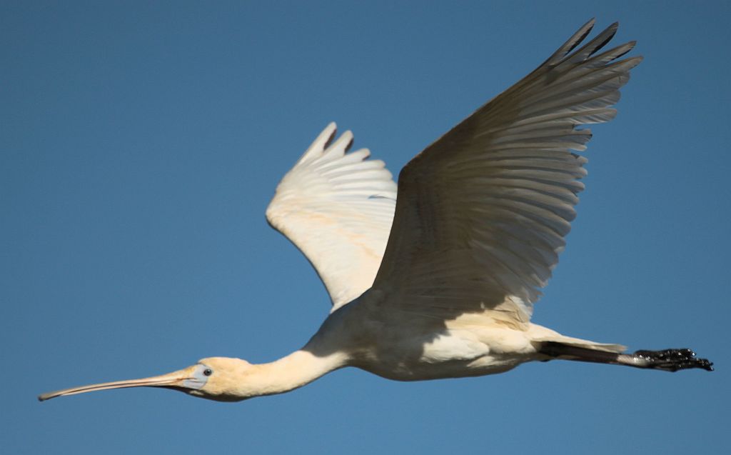 Richard Waring's Birds of Australia: Photographic Fly-by - Yellow ...