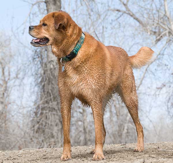 Dog Portrait Photography: Made New Friends Today