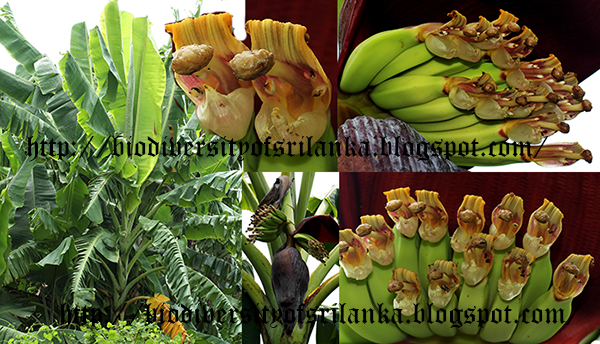 Biodiversity of Sri Lanka: කෙසෙල්[Kesel]/Banana/Plantain(Musa x ...