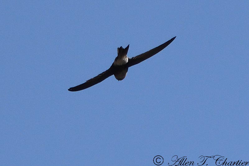 Michigan Hummingbird Guy: Peru Birding Trip Day 12 - July 19, 2018