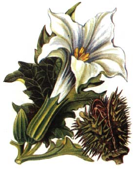 Poze plante medicinale | Terapii naturiste si Tratamente