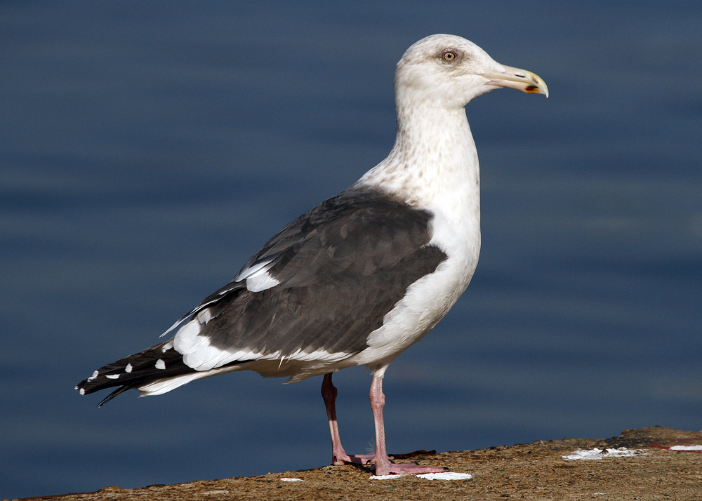 Travels with birds: Japan 2013 - Gulls, gulls, gulls