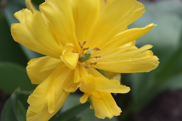 TULIPS MAKE LONG-LASTING SPRING BOUQUETS -- Combining reds and yellows ...