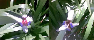 Herba & Tumbuhan: Jerangau dalam perubatan tradisional