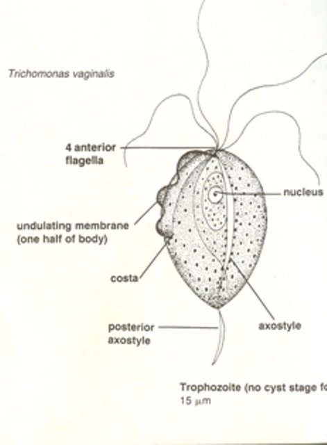 CMC Education: Trichomonas vaginalis