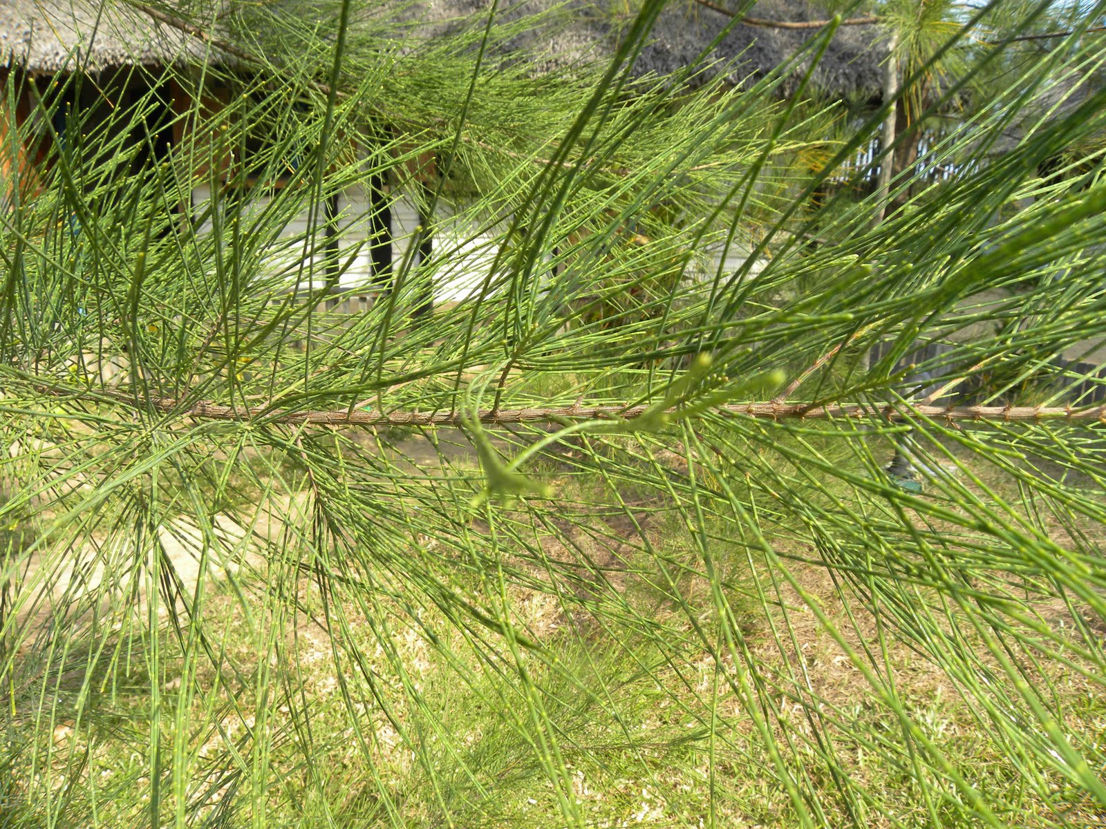 Faune/Flore à Madagascar: Filao