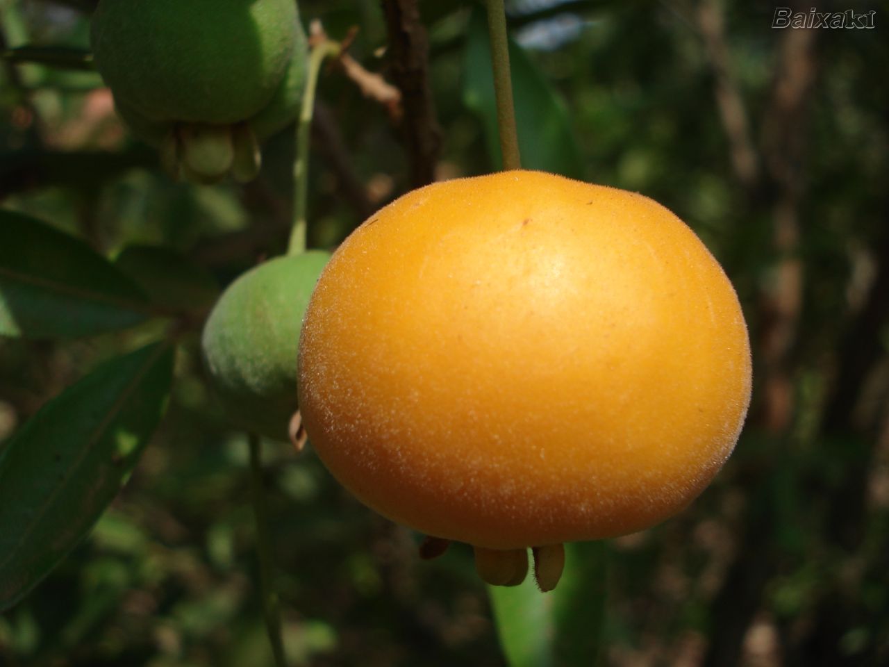 Gabiroba - Campomanesia xanthocarpa Berg