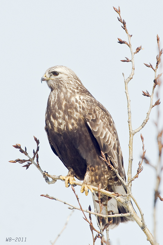 For the birds: Rough-legged Hawk (Buteo Lagopus)
