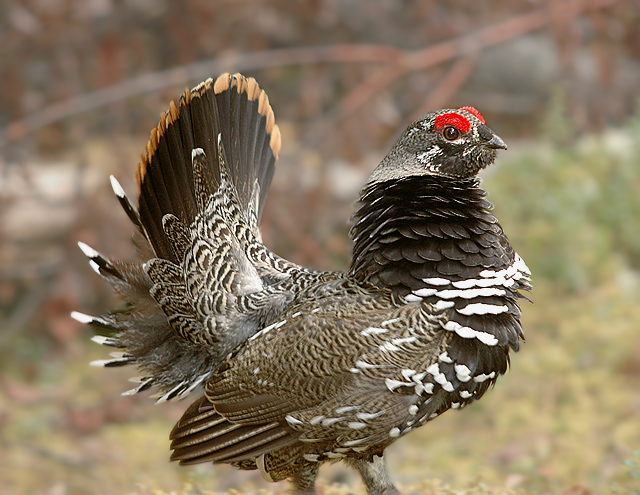 Sage Grouse Spruce New Photos-Pictures | All Wildlife Photographs