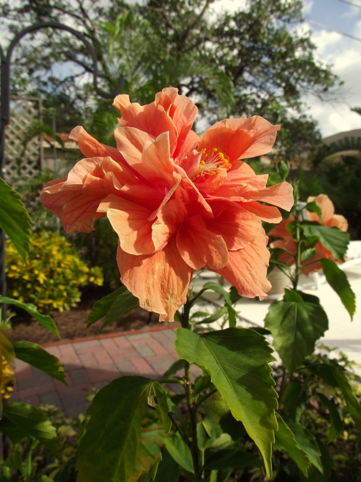 Why Are My Hibiscus Buds Falling Off Before Blooming