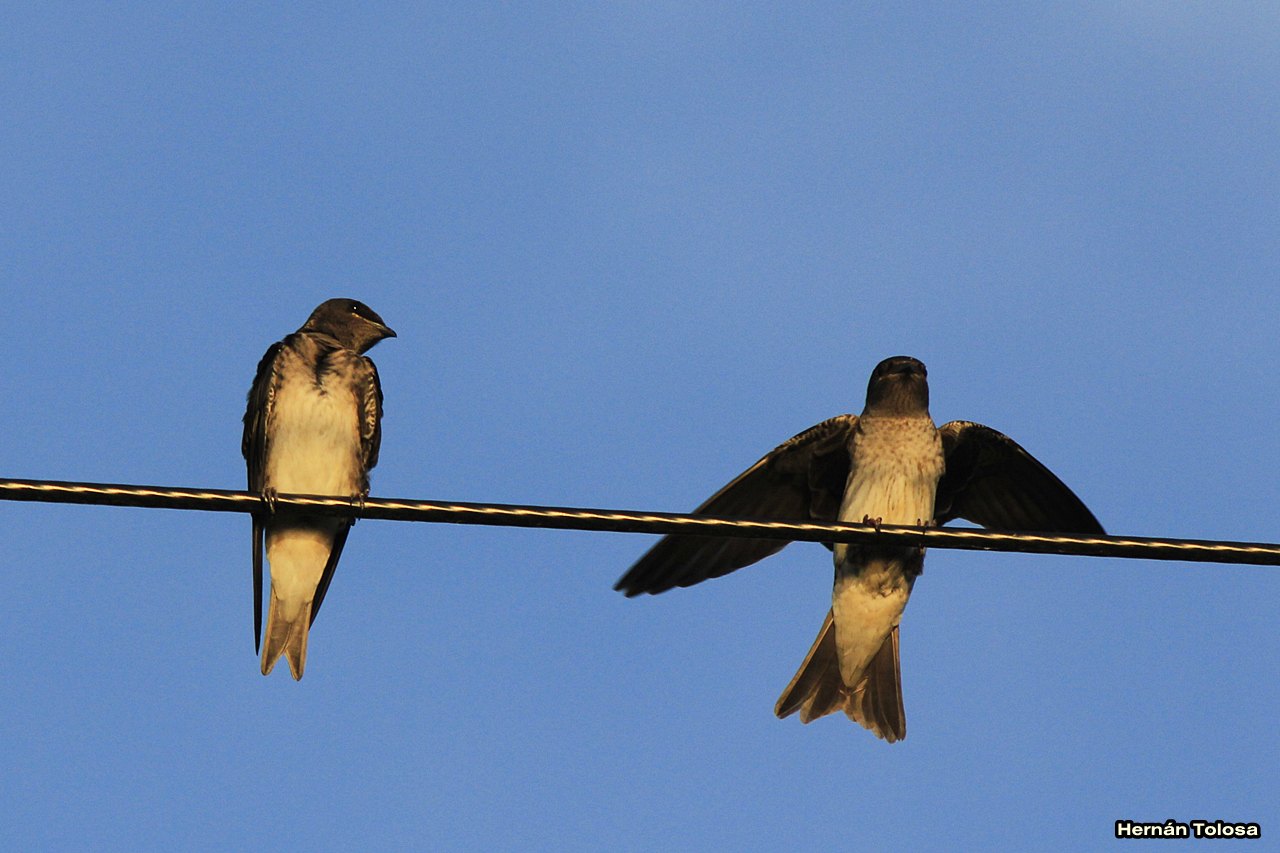 Aves de Argentina: Golondrina doméstica (Progne chalybea)