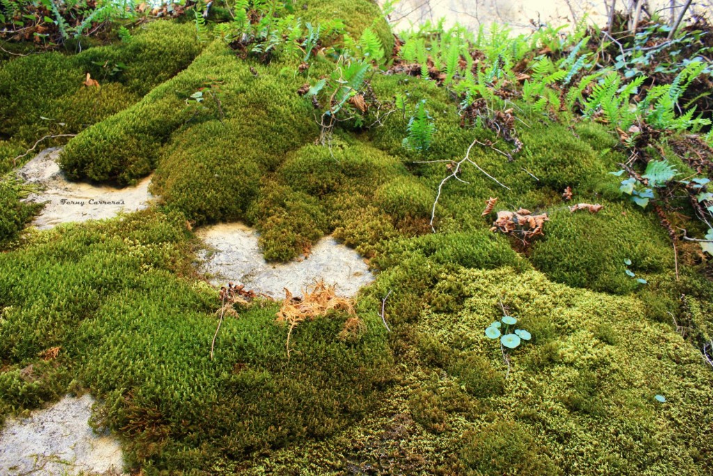 El Musgo Y Sus Beneficios: La Importancia Del Musgo