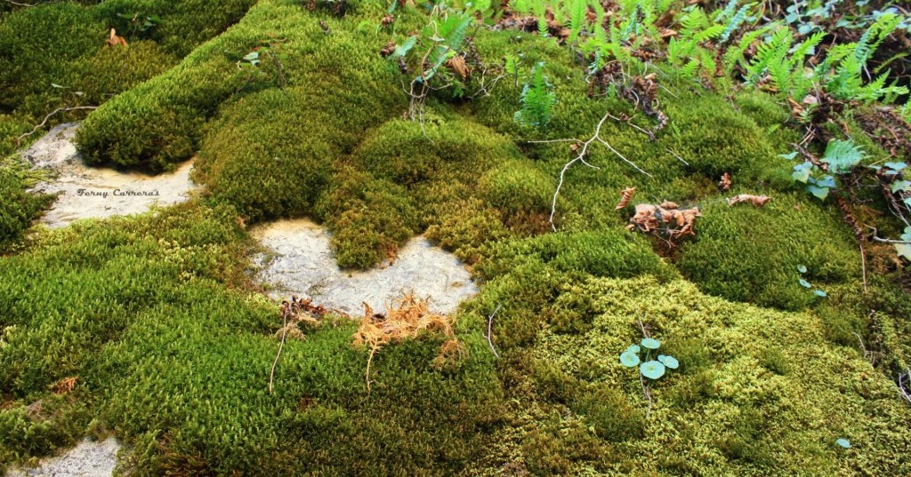 El Musgo Y Sus Beneficios: La Importancia Del Musgo