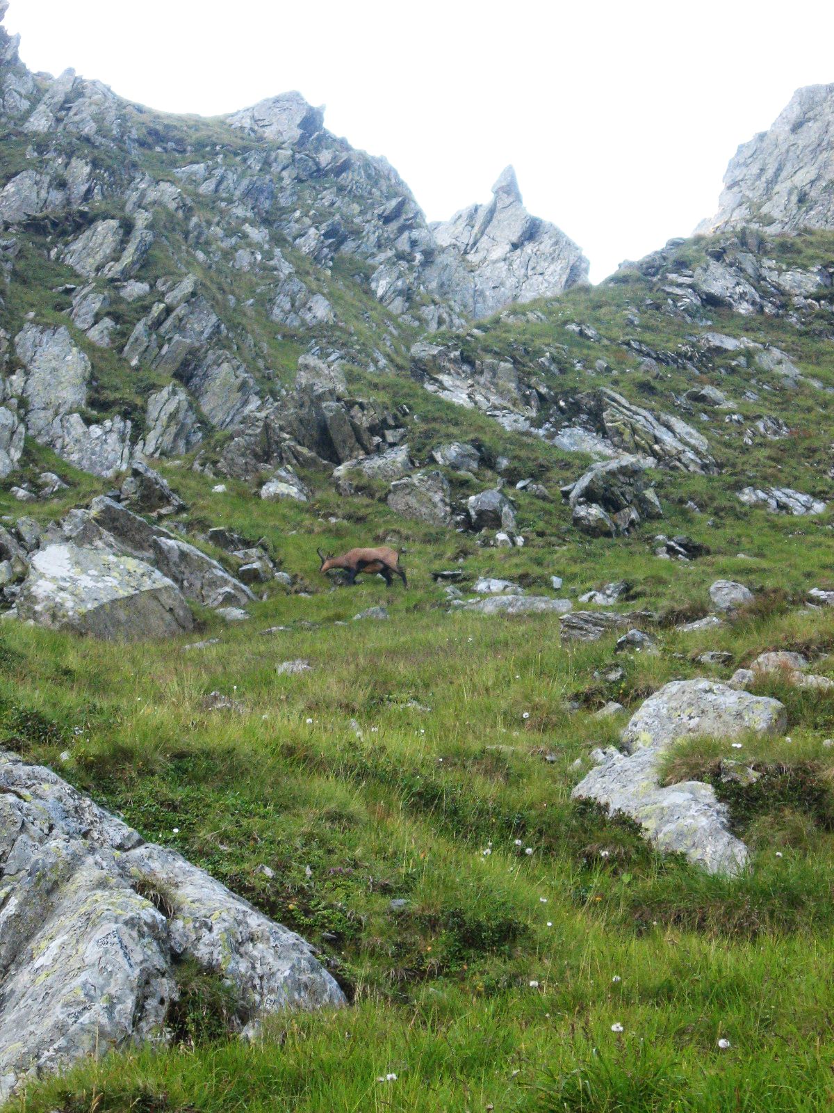 Hai cu noi la munte!: Vf. Moldoveanu prin Valea Vistei Mari (22-24 aug ...