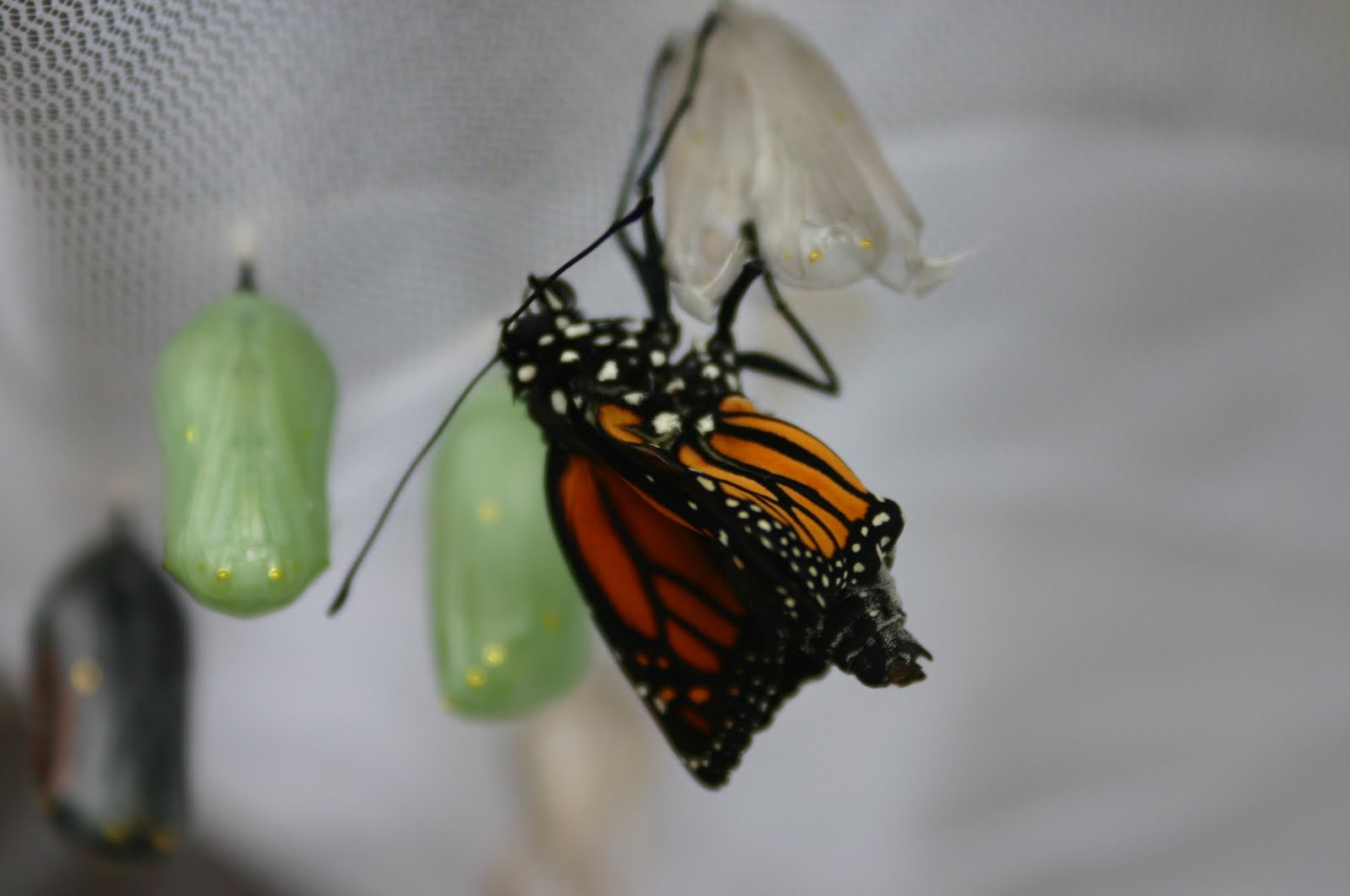 Hop'n Blueberry Farm News: Monarchs Are Emerging From Their Chrysalis