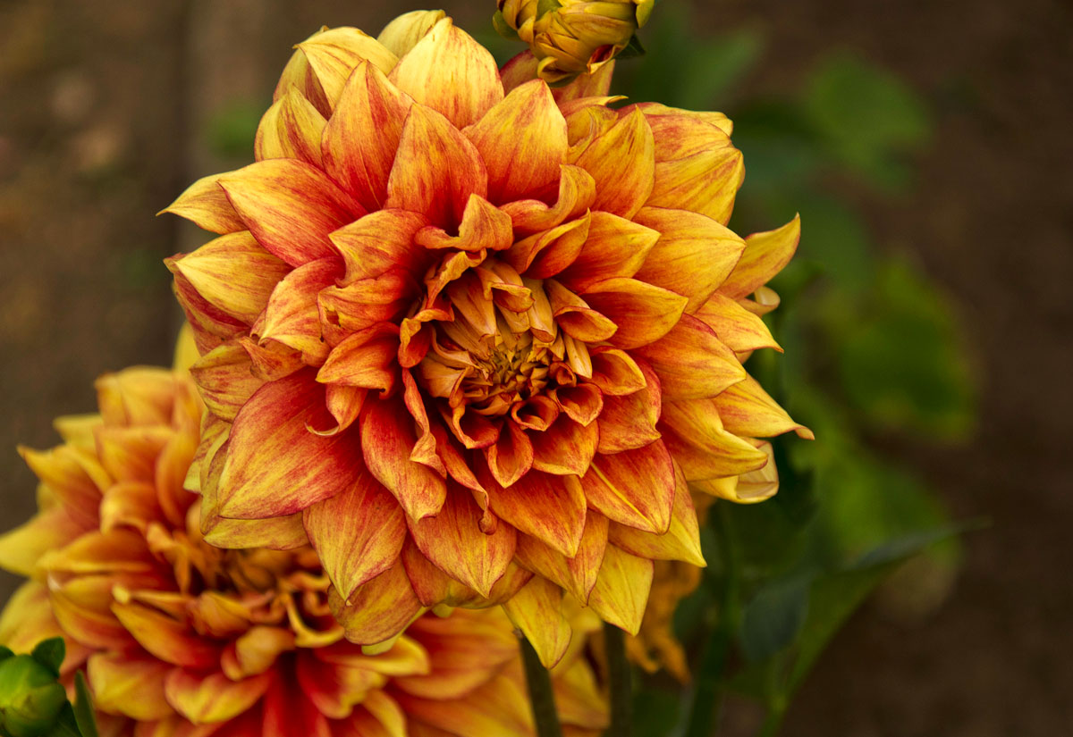 Daliile, reginele grădinii mele anul acesta - Blogul Larisei