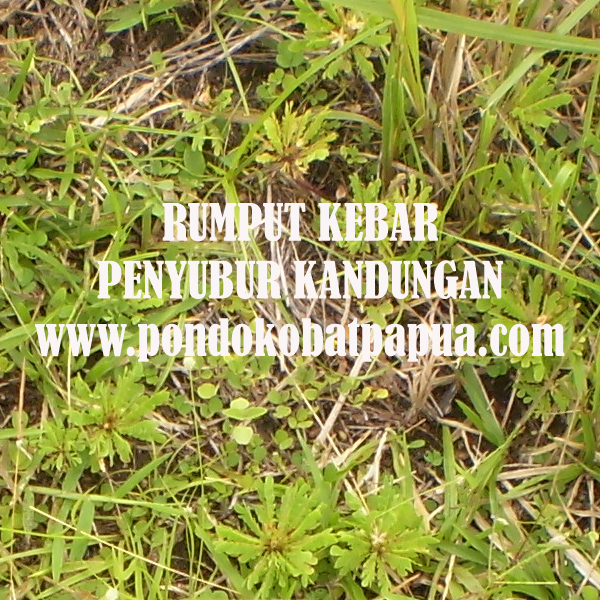 TUMBUHAN HERBAL