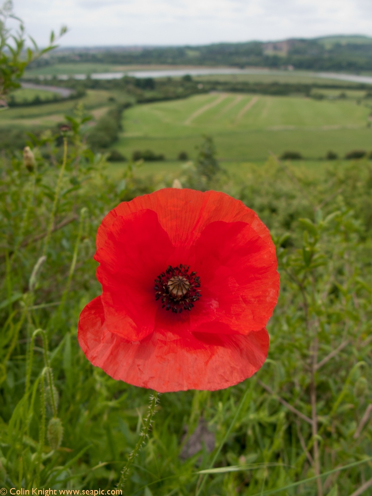 Postcards from Sussex: Small Heaths and Adonis at Mill Hill