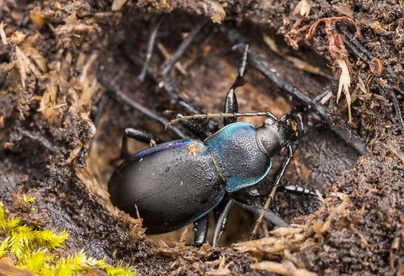 Sztuka Natury: lutego 2016