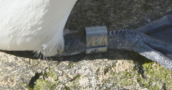 A Wirral birders blog: Amazing Razorbill record.