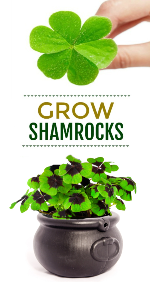 Growing Shamrocks with Kids