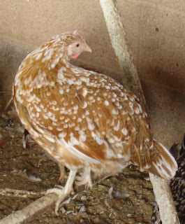 Aloha Chickens: Fall Breeder Pen #2