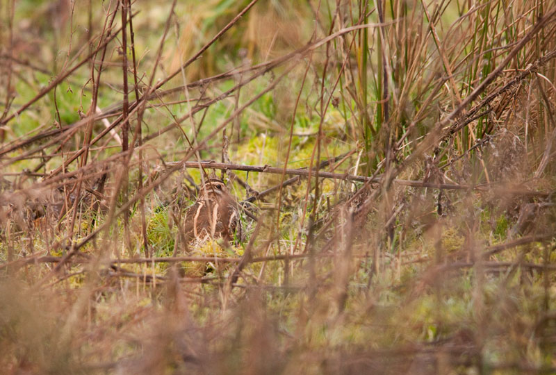 BIRDER 31504: Heritage Loch