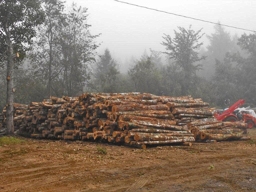 Frank Rhyno's Valley Firewood: 3. Wood Info and Burning Hazards